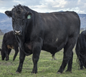 Beef Grades of Meat – tile